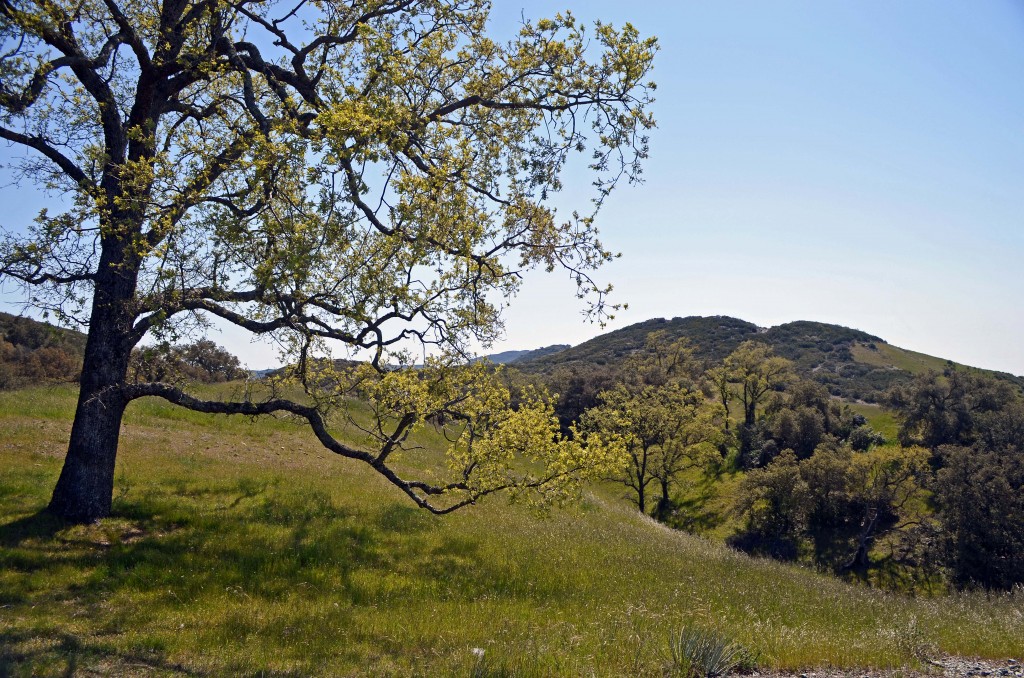 Rinconada Trail - Los Padres National Forest (Santa Lucia Ranger ...